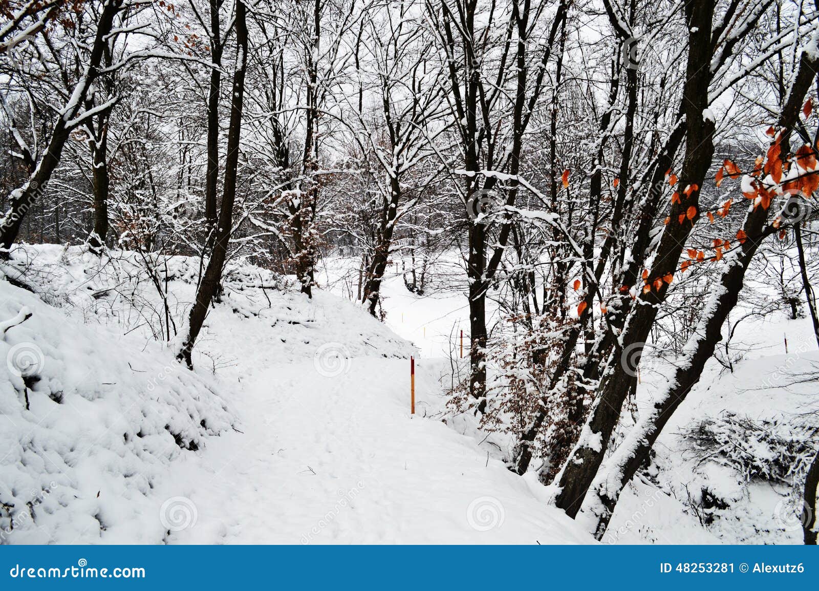 Winter Forest Path stock image. Image of majestic, fairytale - 48253281