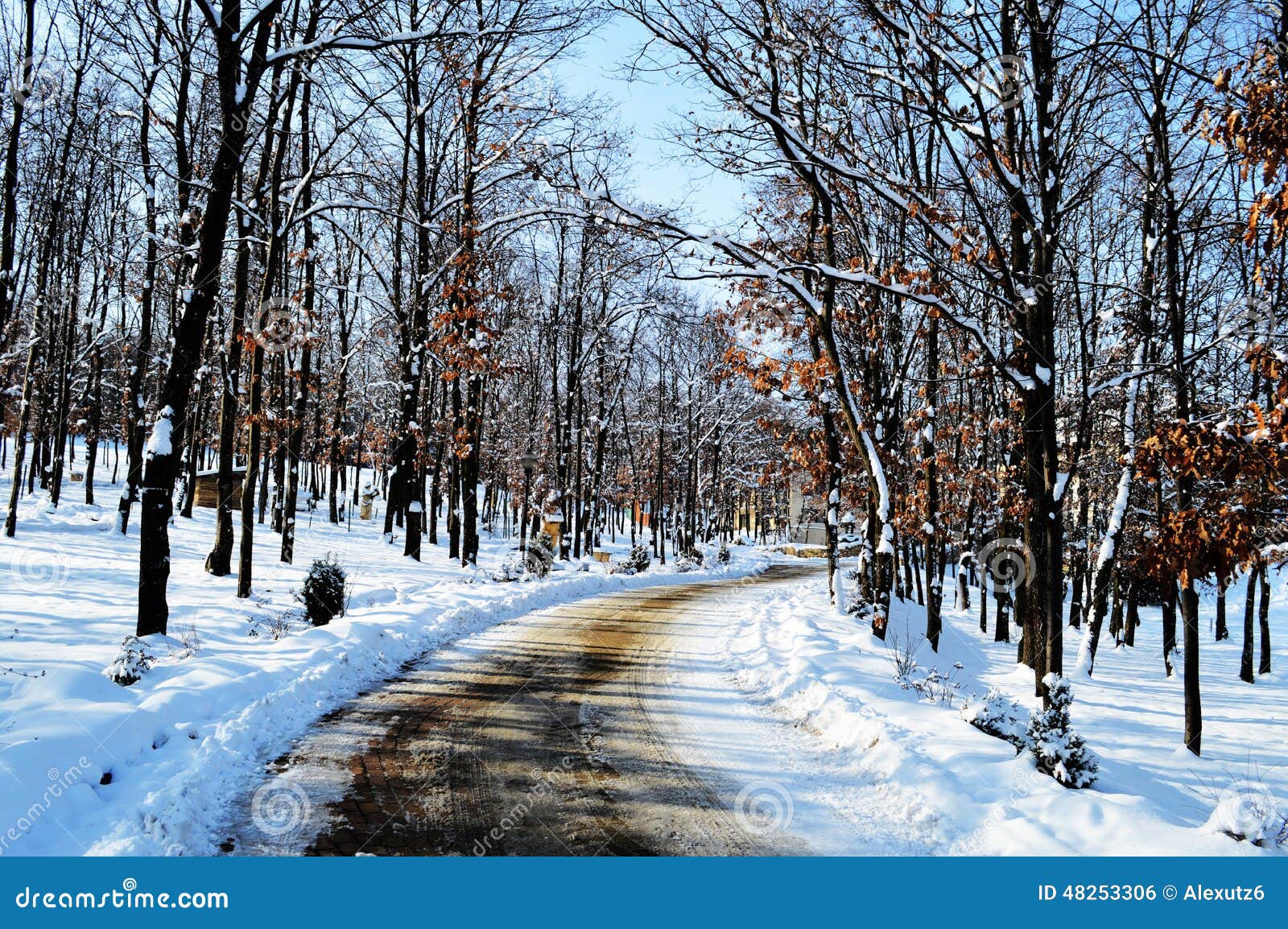 Winter Forest Path stock photo. Image of forest, frost - 48253306