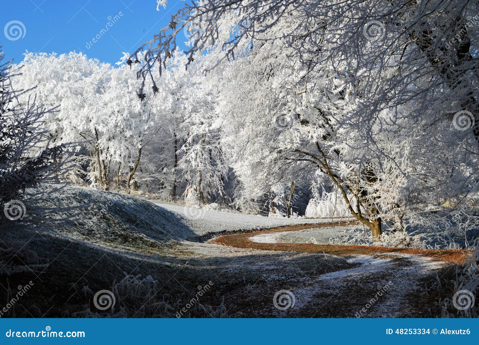 Winter Forest Path stock photo. Image of chill, blue - 48253334