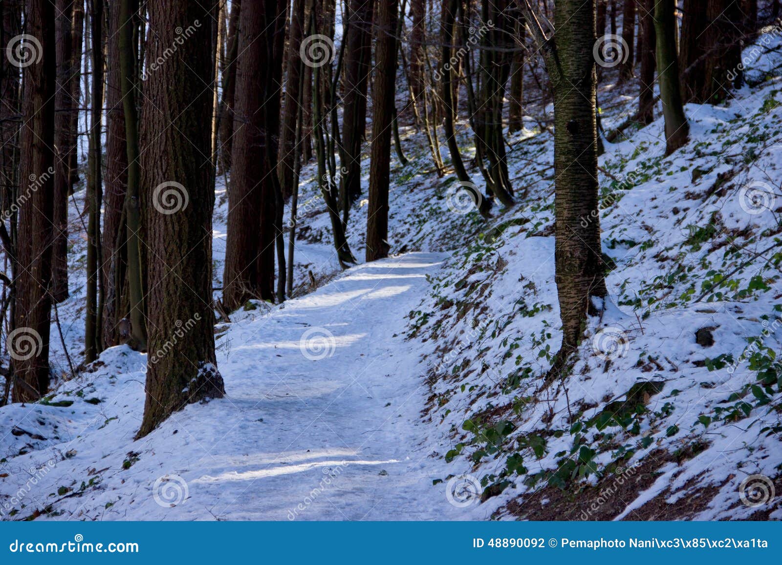 Winter Forest Path stock photo. Image of hand, coming - 48890092