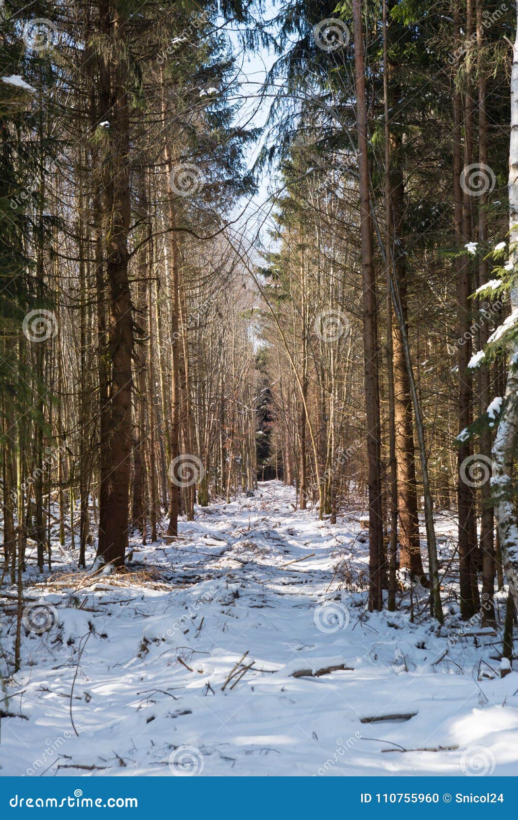 Winter forest path stock photo. Image of december, outdoors - 110755960