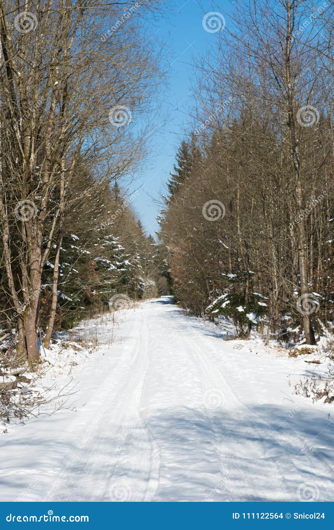 Winter forest path stock photo. Image of january, white - 111122564