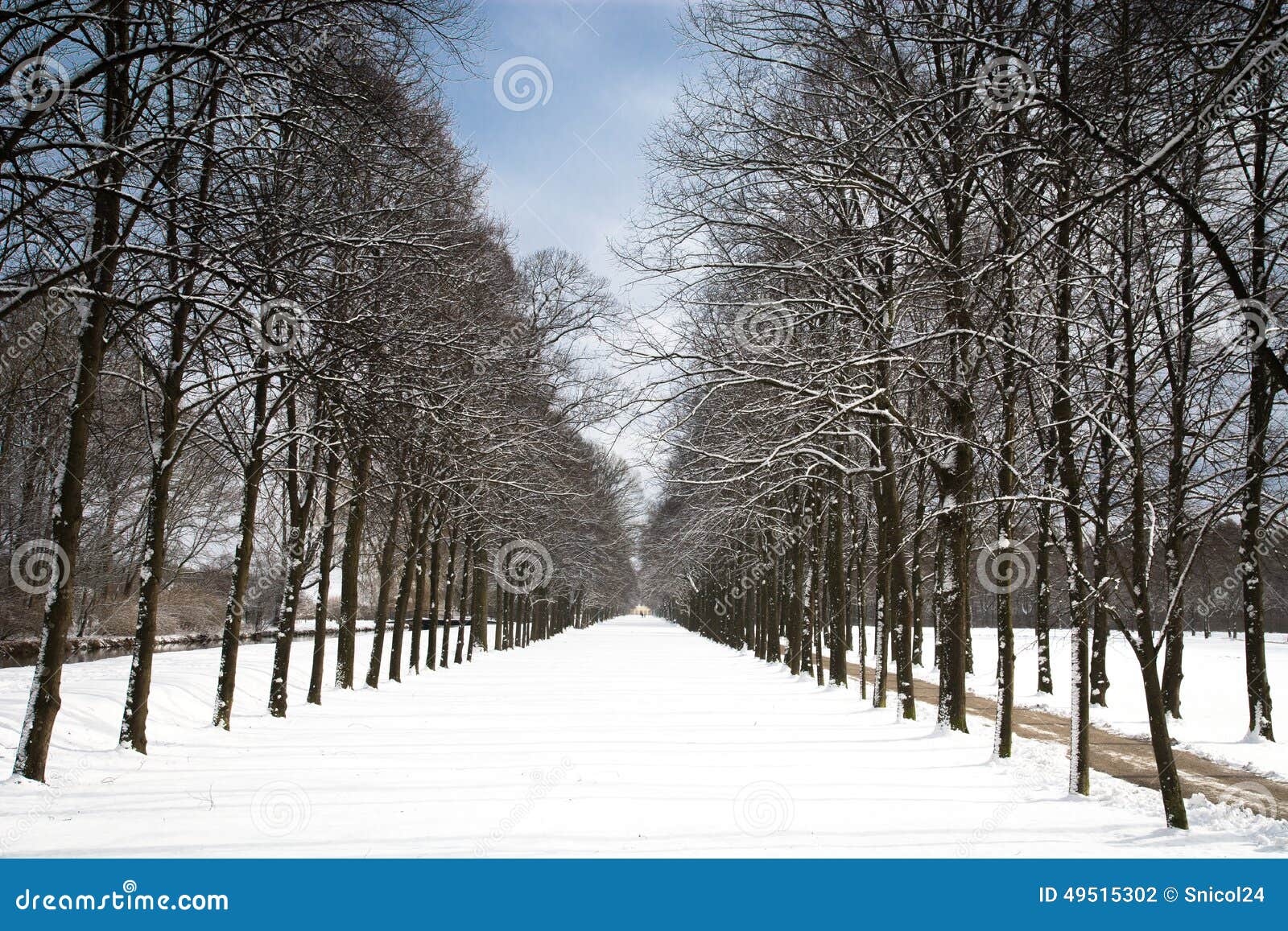 Winter forest path stock photo. Image of solitude, scene - 49515302