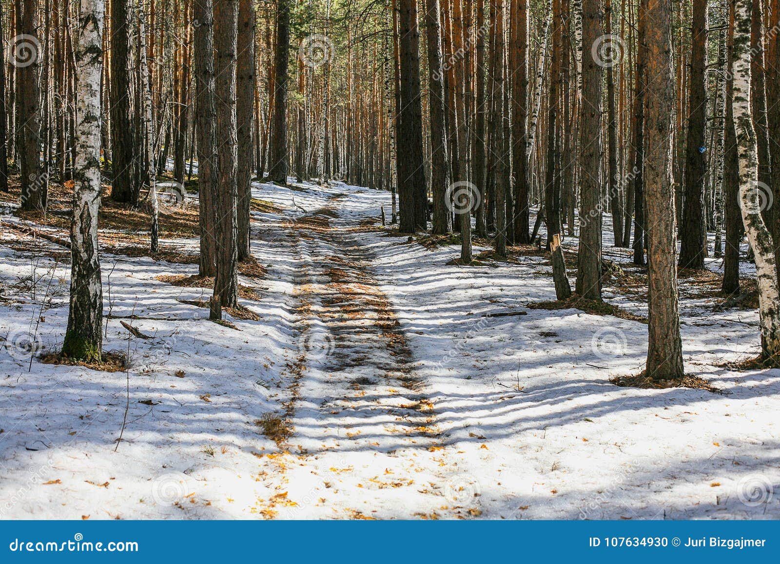 Winter Forest with a Path in the Sun Stock Photo - Image of nature ...