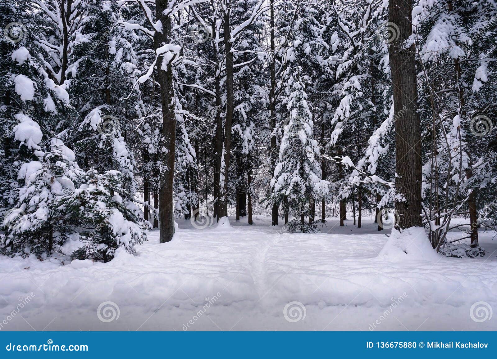 Winter forest path stock photo. Image of grove, season - 136675880