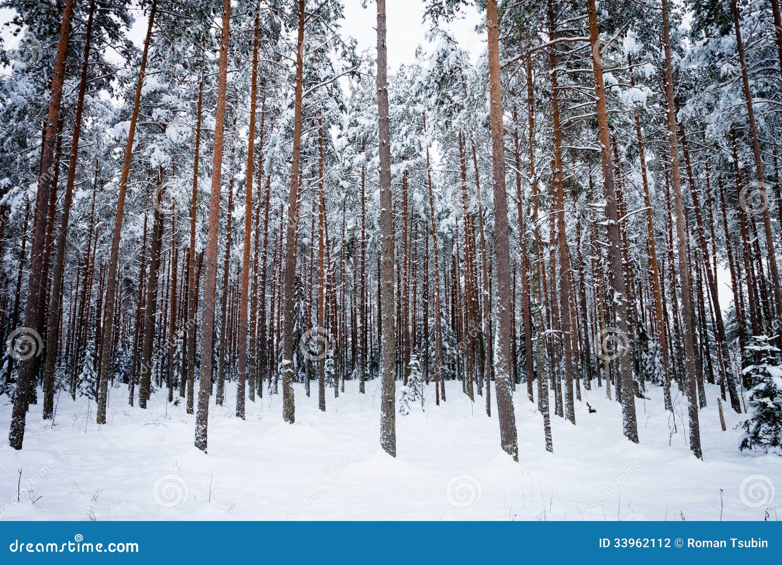Winter forest stock photo. Image of clear, branch, beautiful - 33962112
