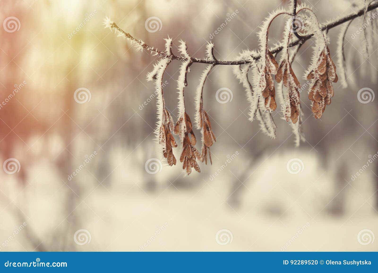 Winter Forest Pine Tree Snowflakes Falling. Maple Branches Covered with ...