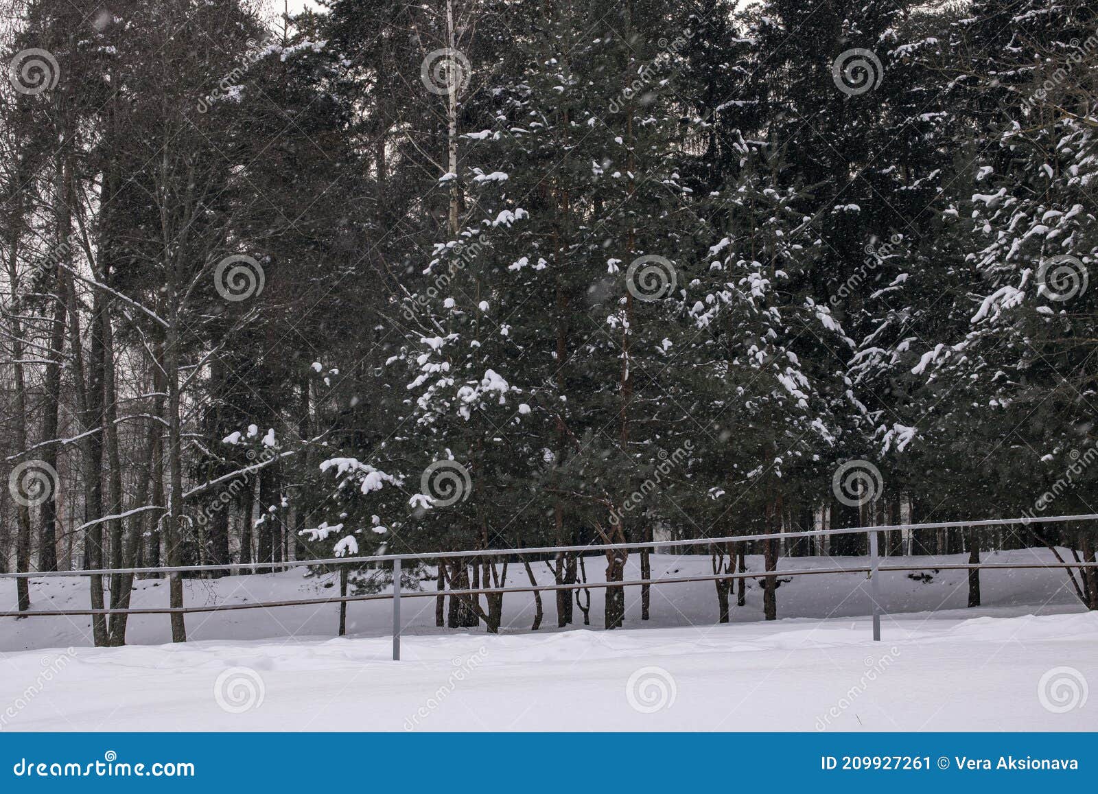 Winter Forest with Pine Tree in Storm Stock Image - Image of grove ...