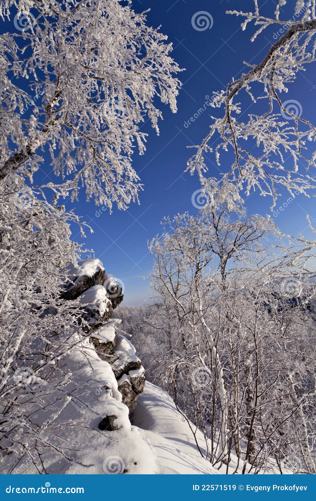 Winter Forest with Rime on Trees Stock Image - Image of grove, frost ...