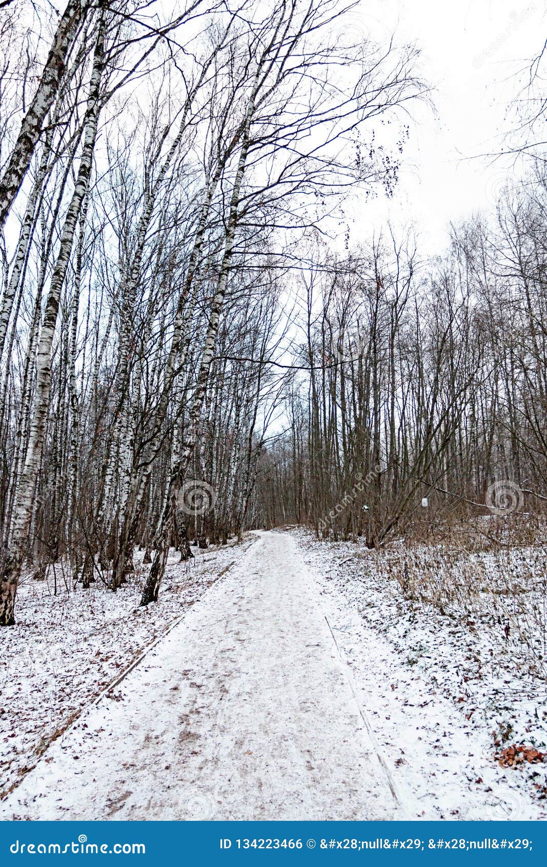 Winter forest road or path stock photo. Image of park - 134223466