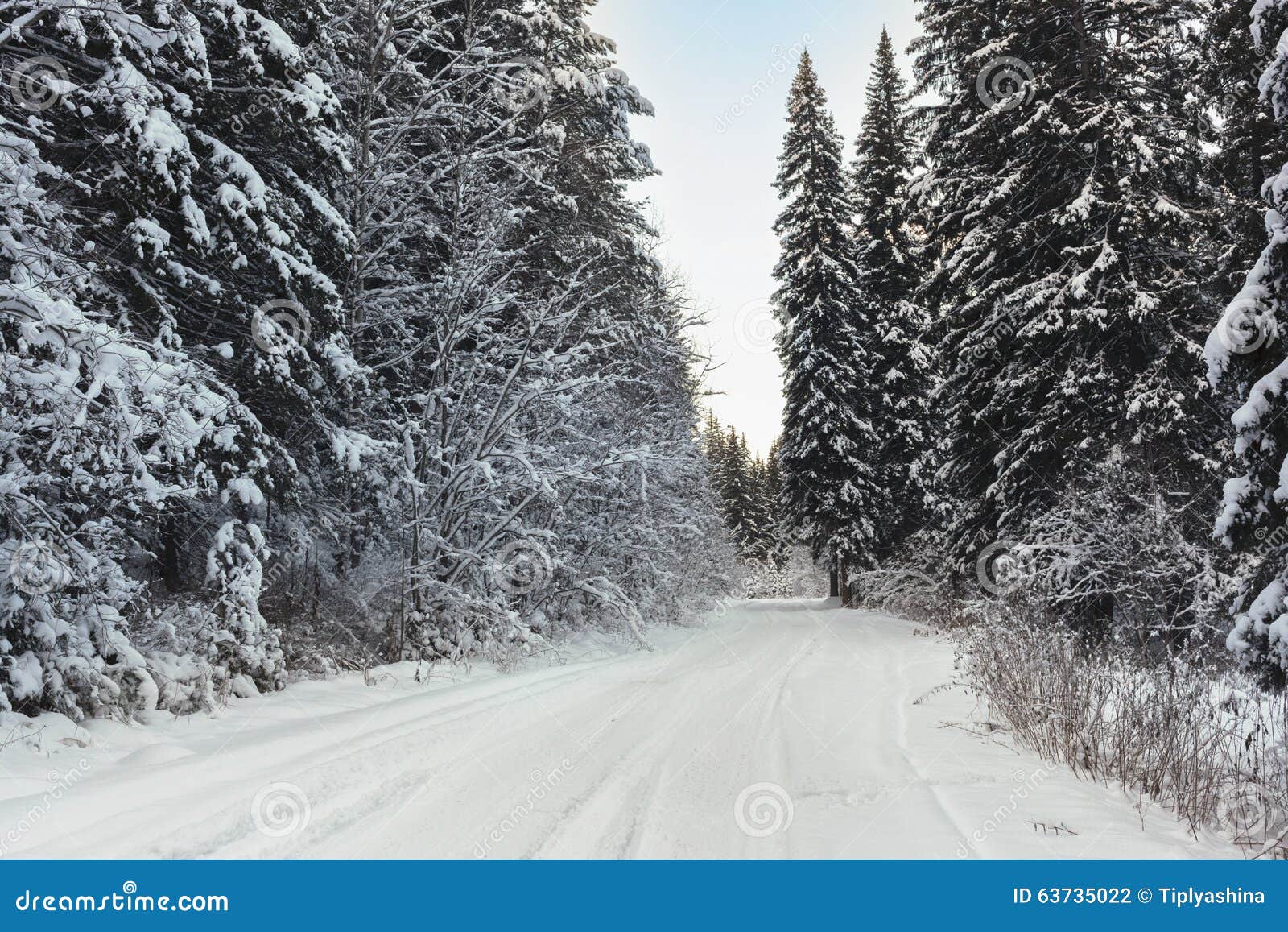 Winter forest road stock photo. Image of forest, serenity - 63735022