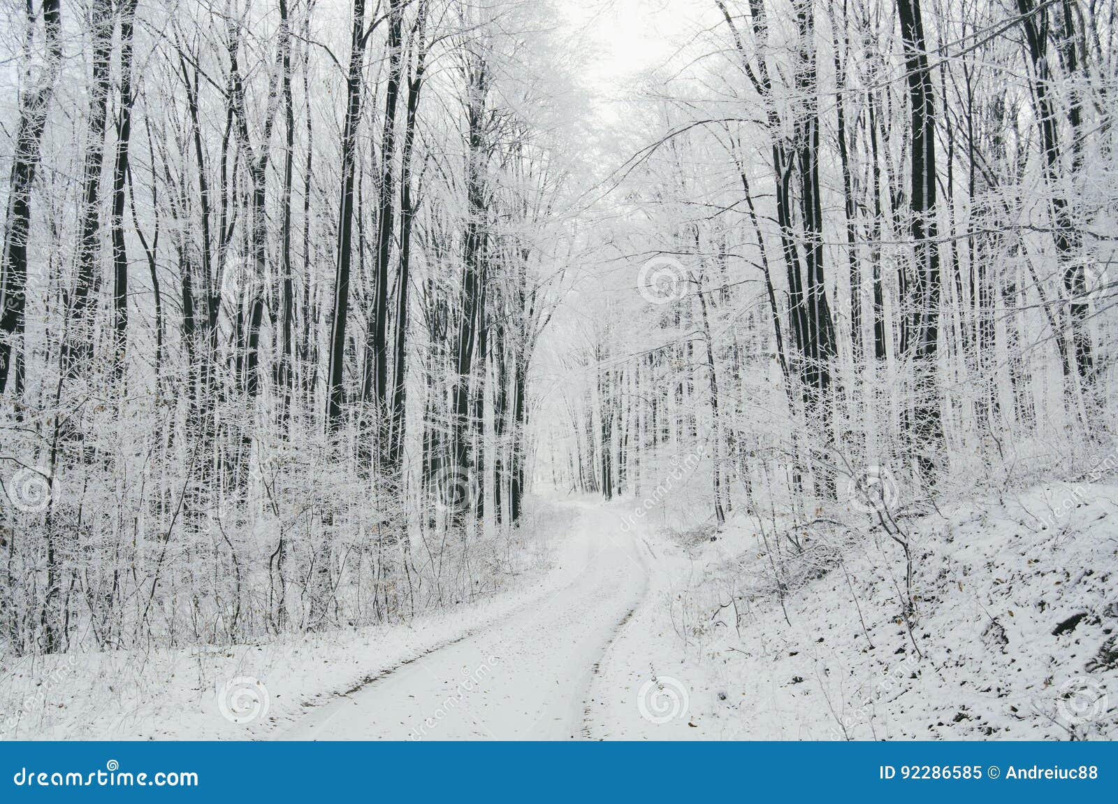 Winter forest road stock image. Image of dark, morning - 92286585