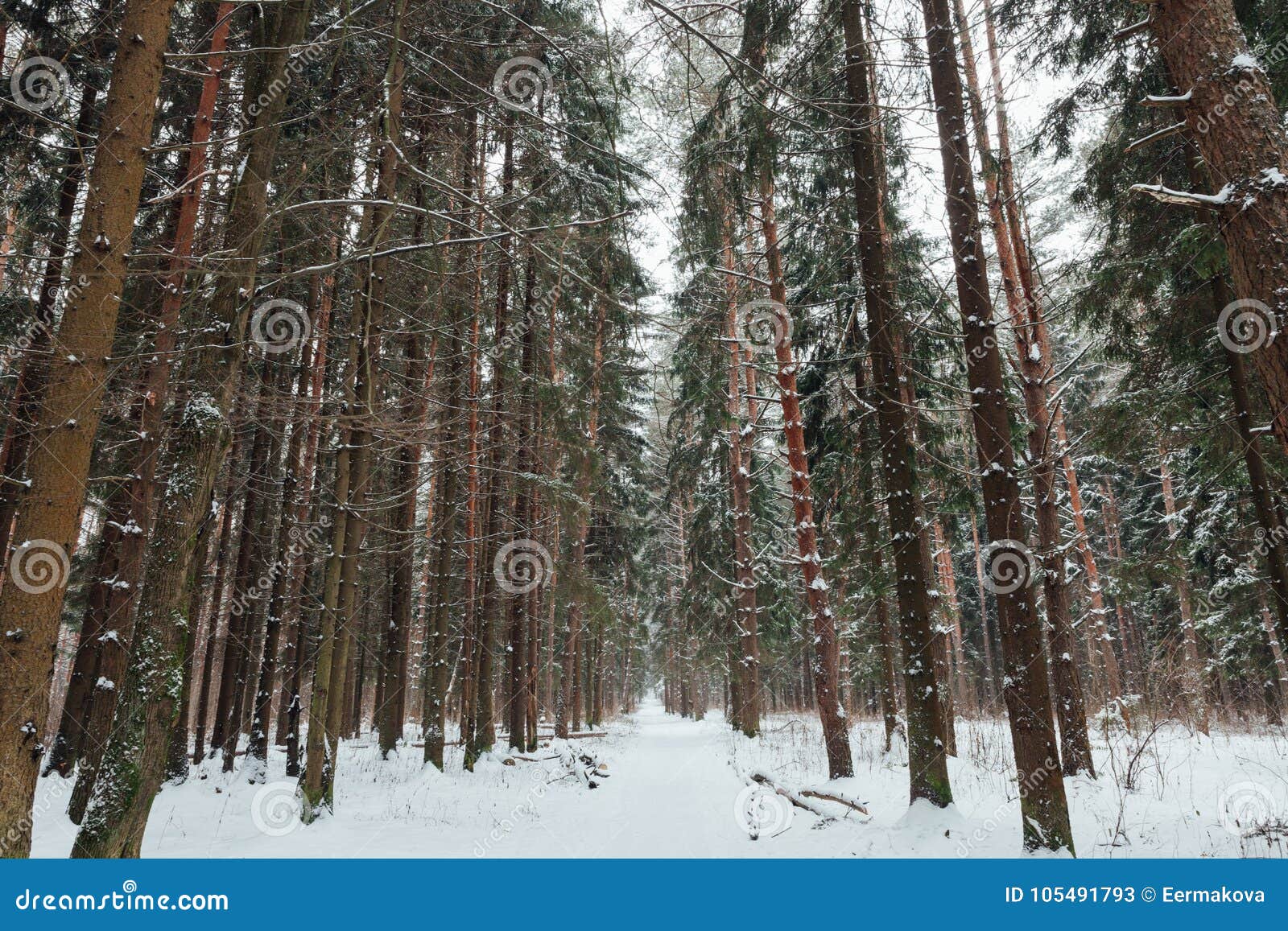 Winter forest in Russia stock image. Image of freeze - 105491793