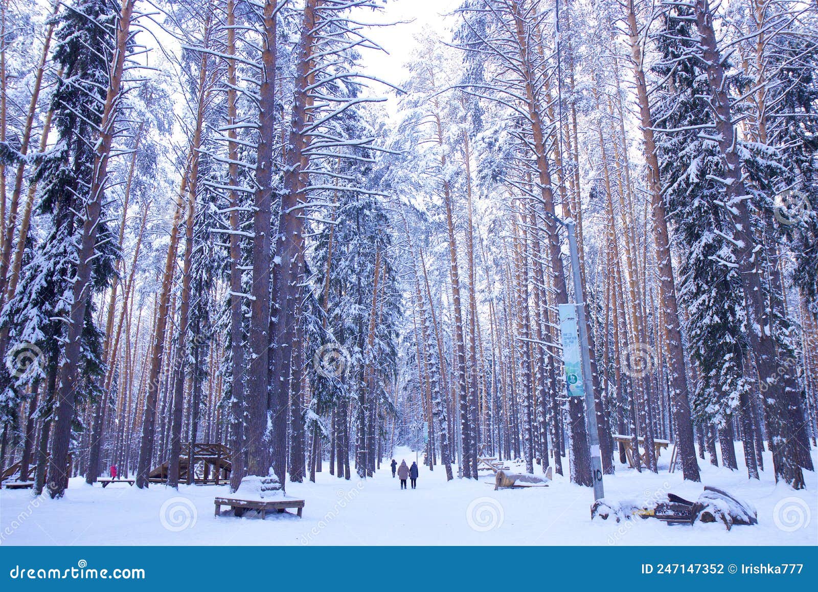 Winter forest in Russia stock photo. Image of blue, forest - 247147352