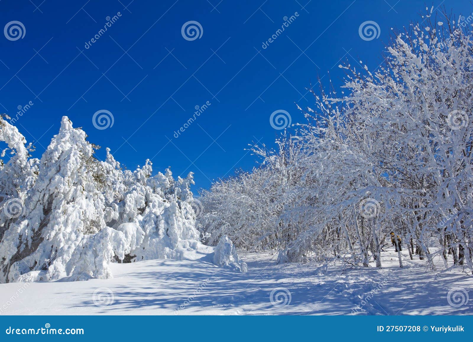 Winter forest scene stock photo. Image of thicket, forest - 27507208