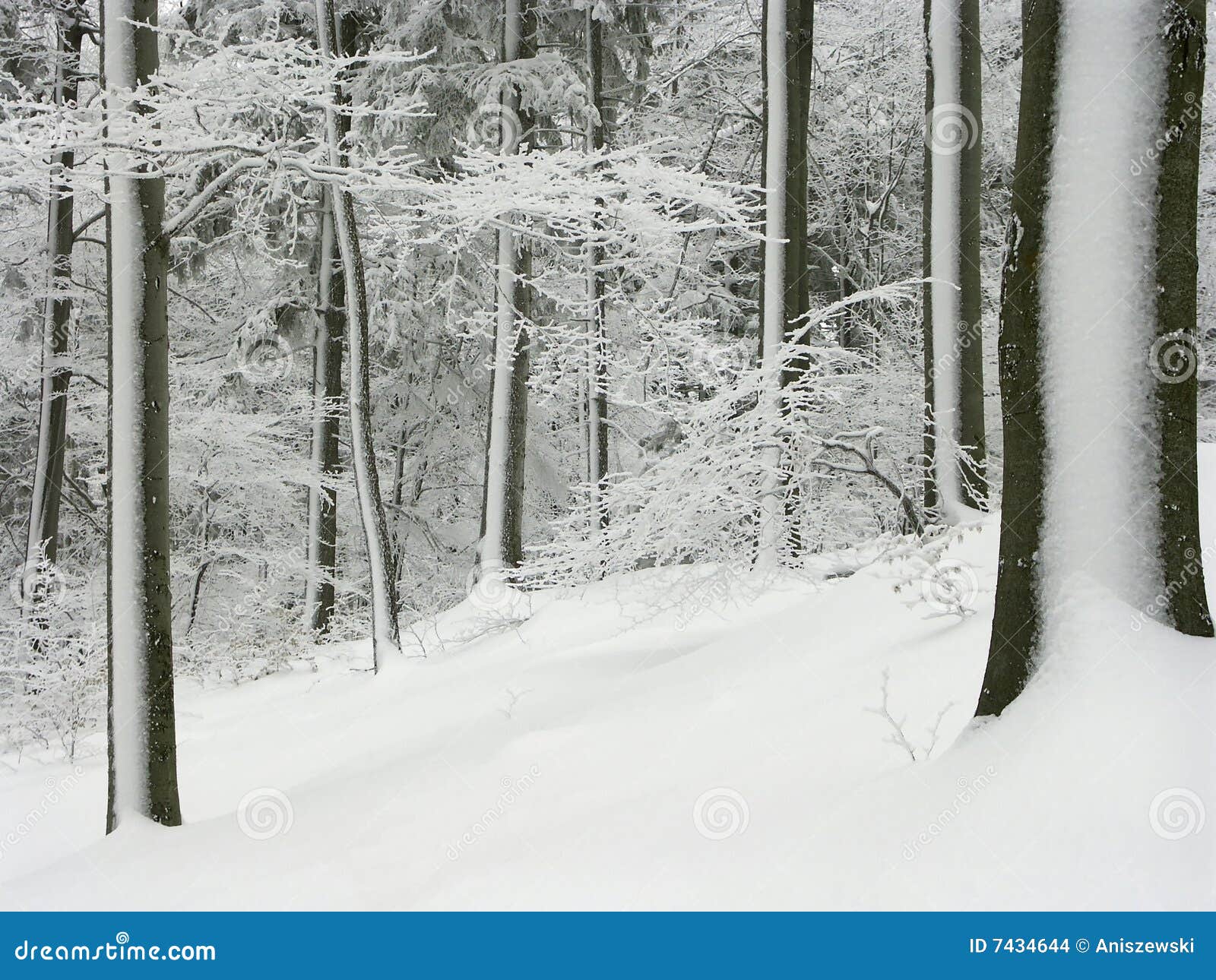 Winter Forest Scene, Hoarfrost Covered Trees Stock Photo - Image of ...