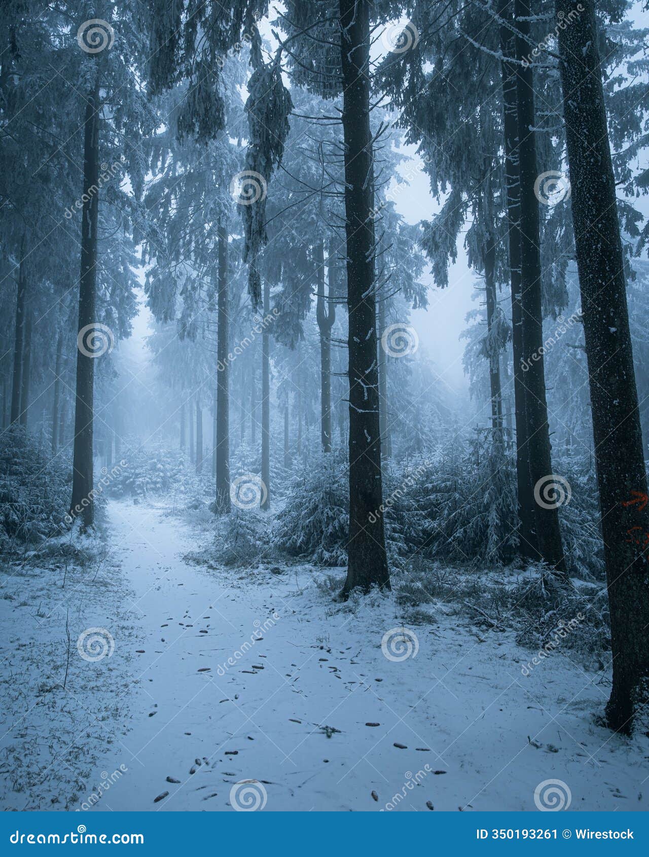 Winter Forest Scene with Snow and Mist Stock Image - Image of tranquil ...