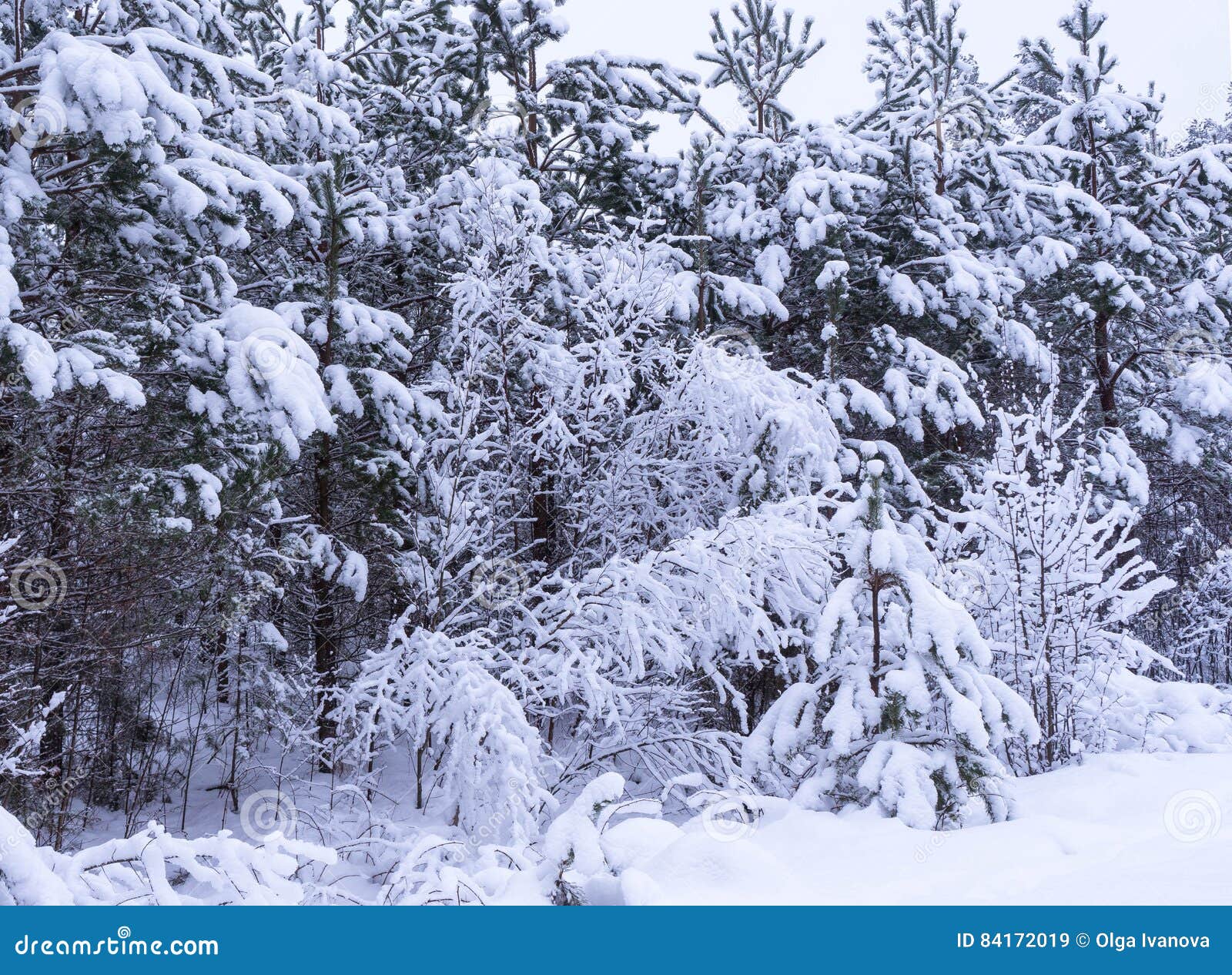 Winter forest scene stock image. Image of white, cold - 84172019