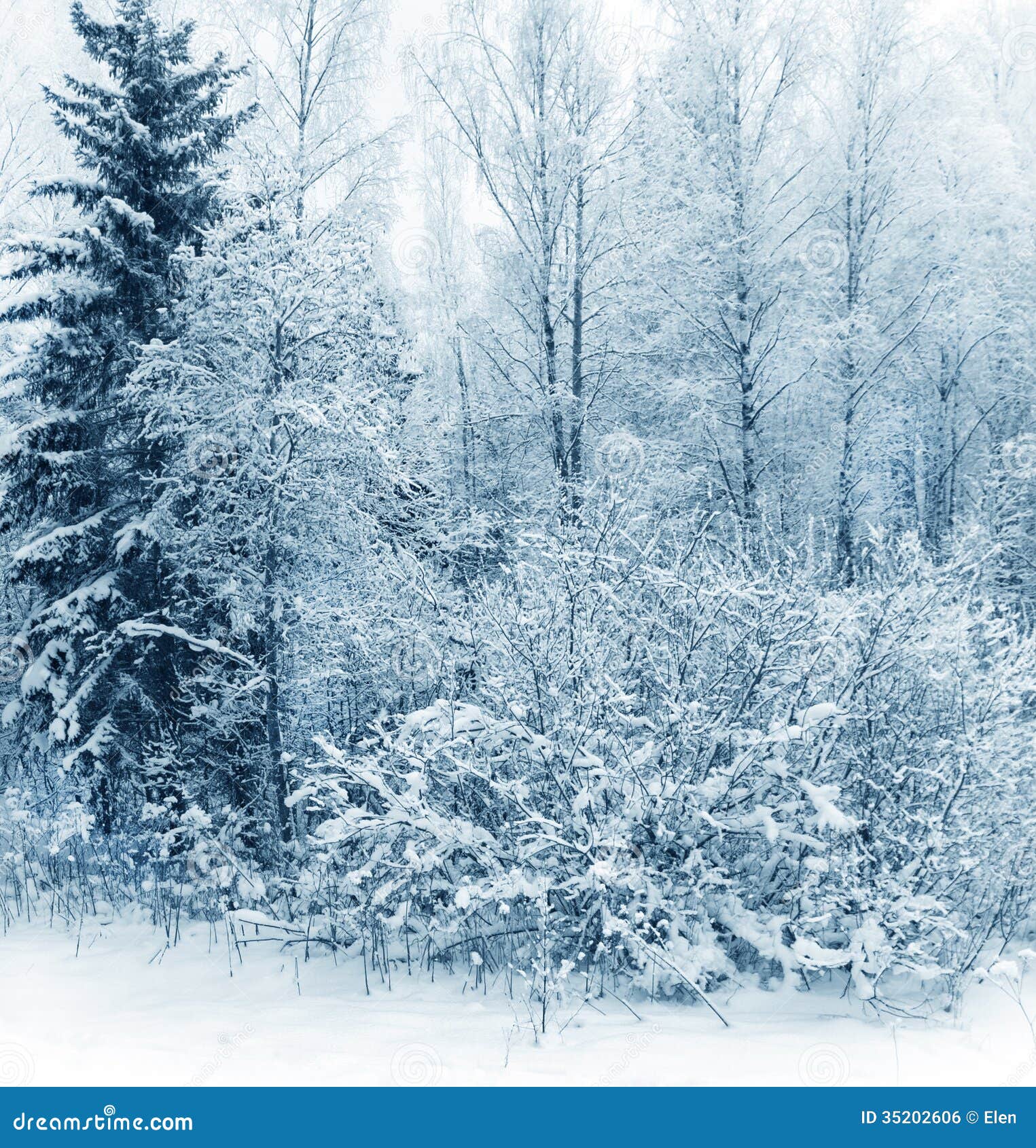 Winter forest stock photo. Image of nature, woodland - 35202606