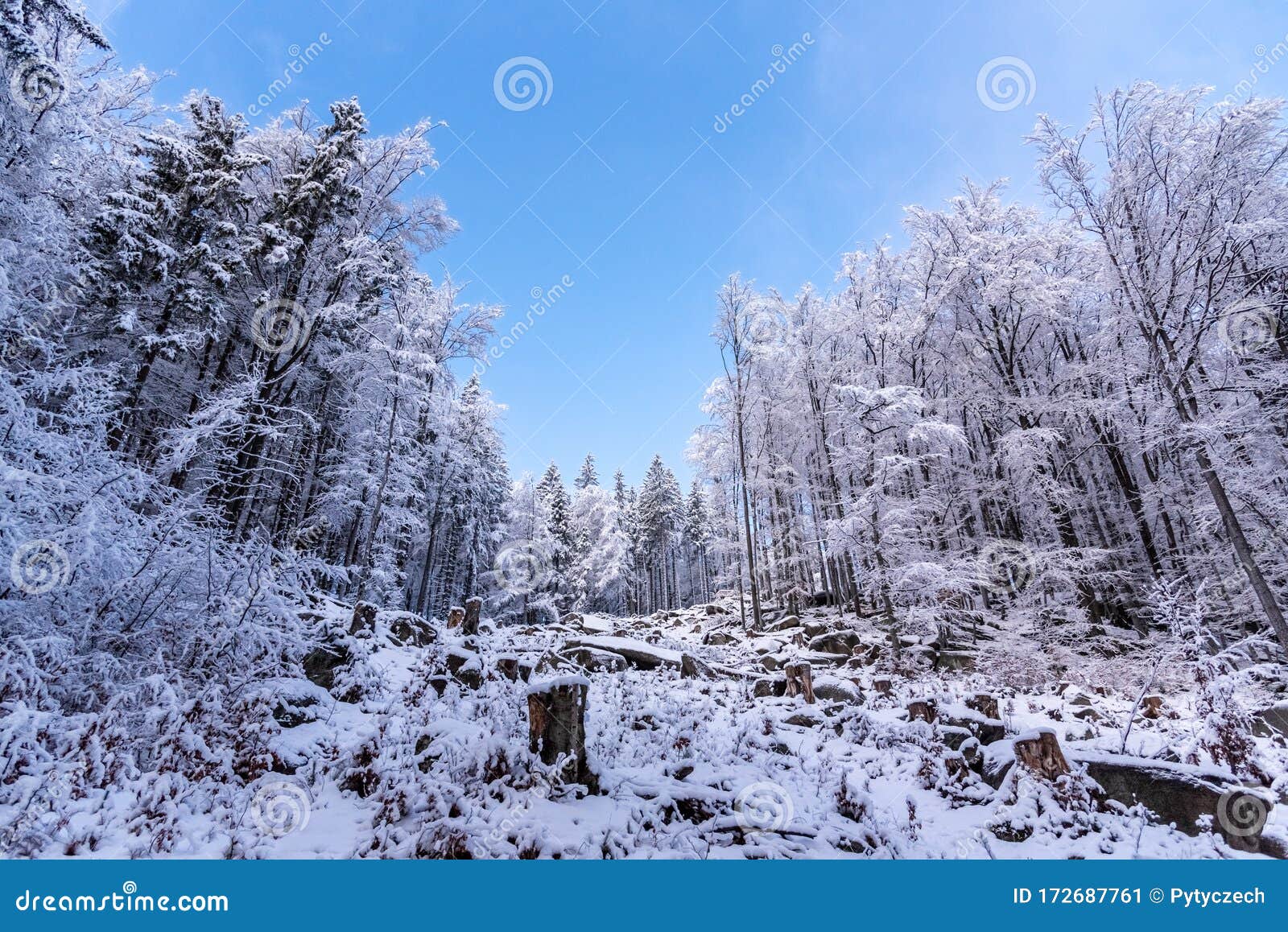 Winter Forest Scenery. Coniferous Trees Covered by Snow and Illuminated ...