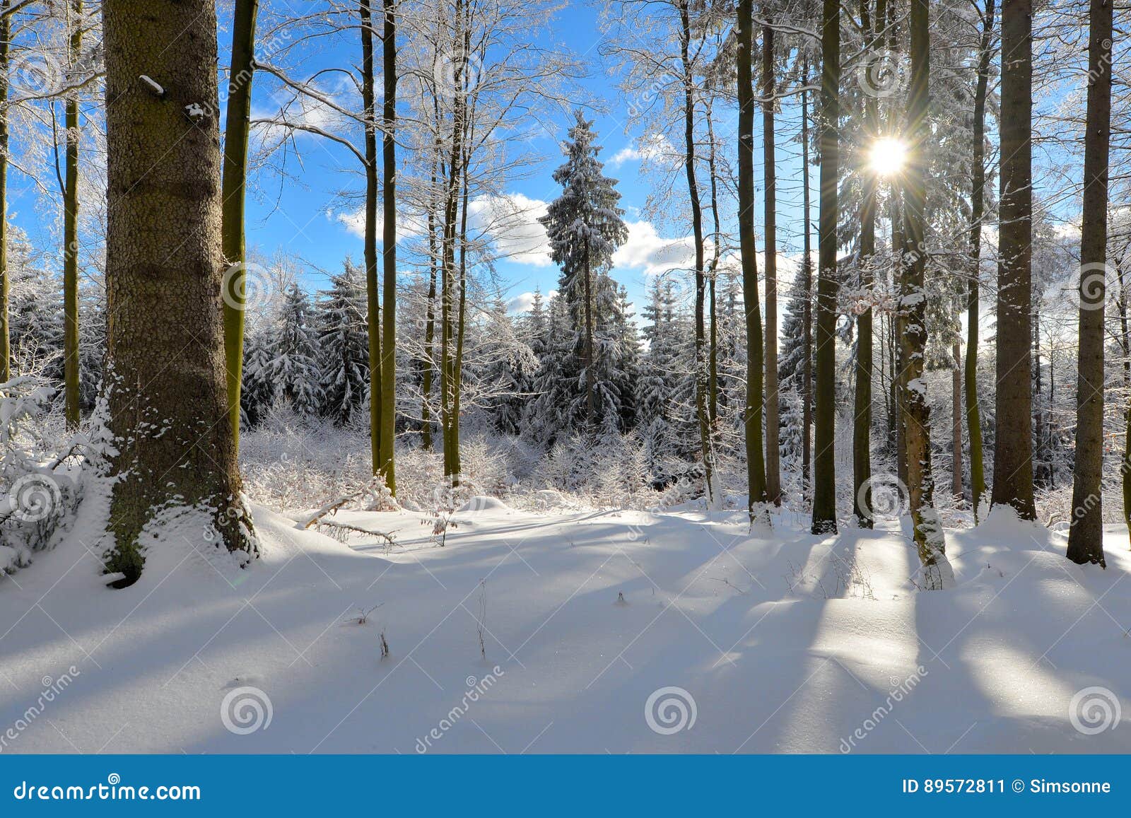 Winter Forest Scenery Frosty Coldly Stock Image - Image of wood ...
