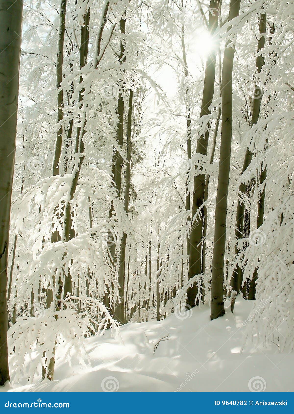 Winter Forest Scenery with Frozen Trees Stock Photo - Image of country ...
