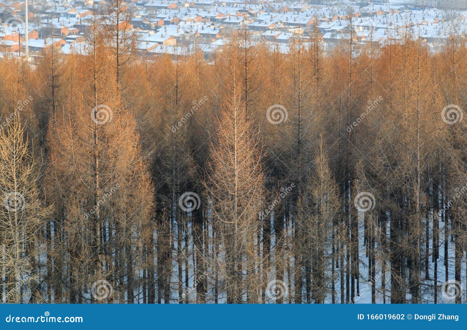 Winter Forest ,small Village Behind the Forest Stock Photo - Image of ...