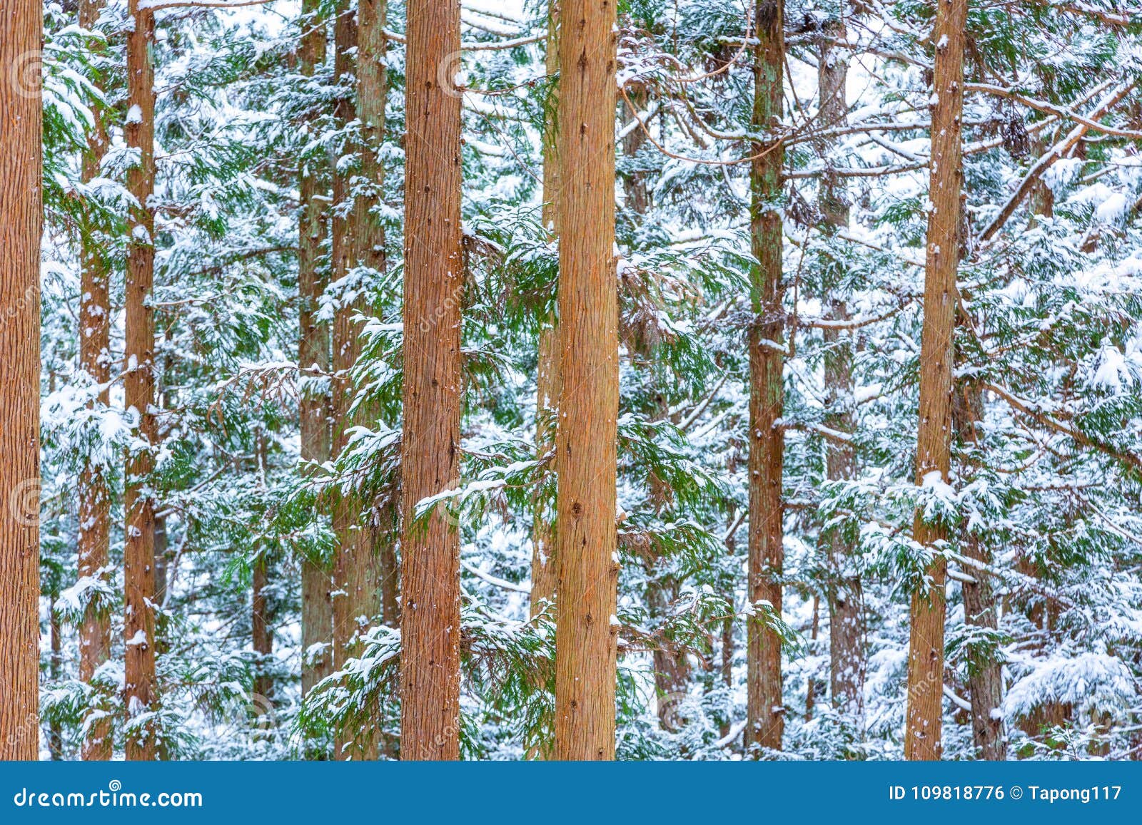 Winter forest stock photo. Image of japan, flora, snow - 109818776