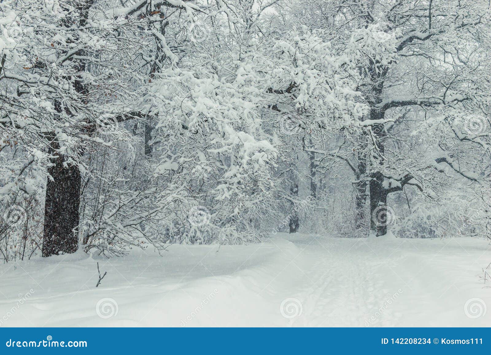Winter Forest, Snow-covered Path and Trees Covered with Snow Stock ...
