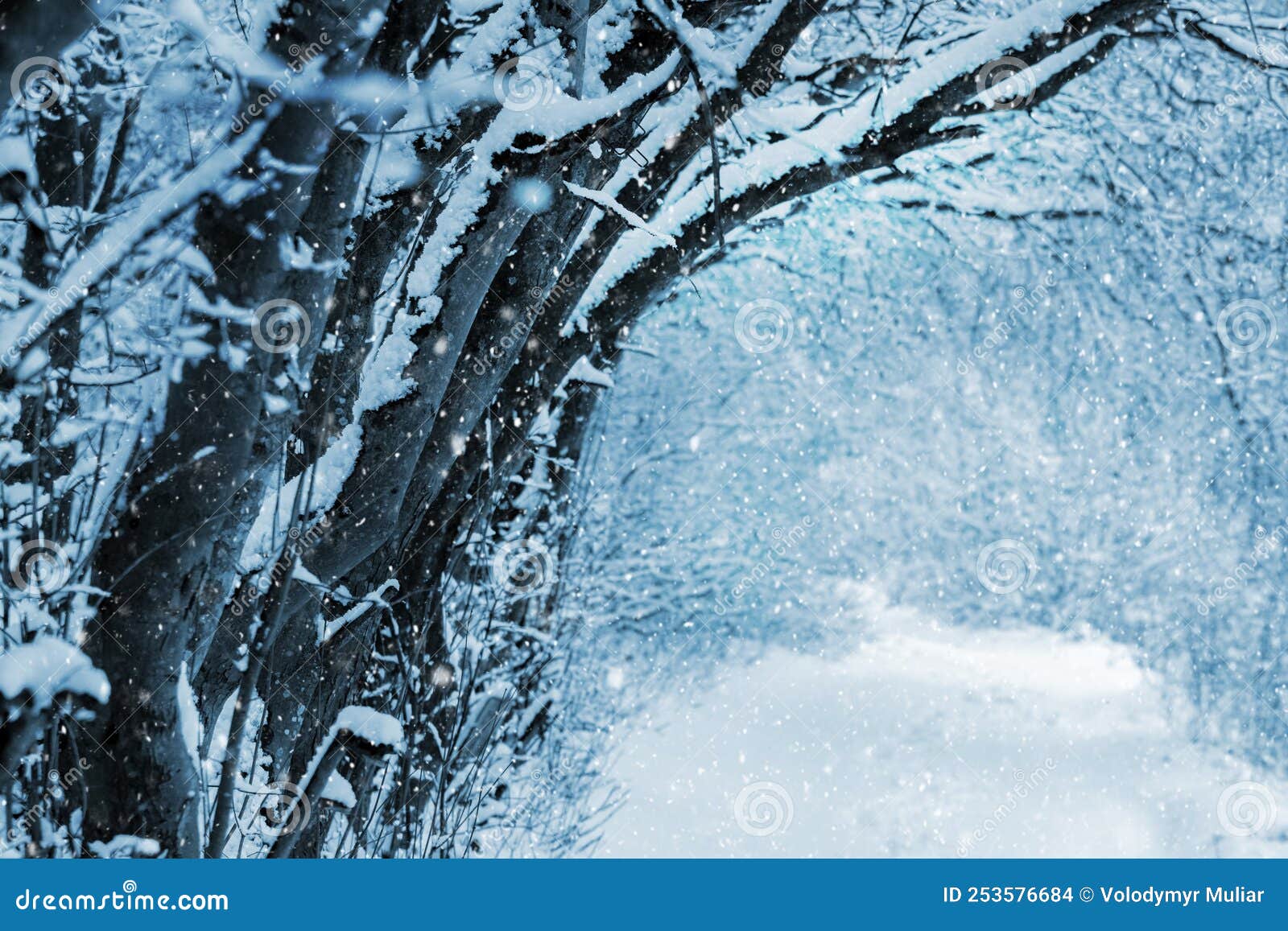 Winter in the Forest. Snow Covered Trees in Winter Forest during ...