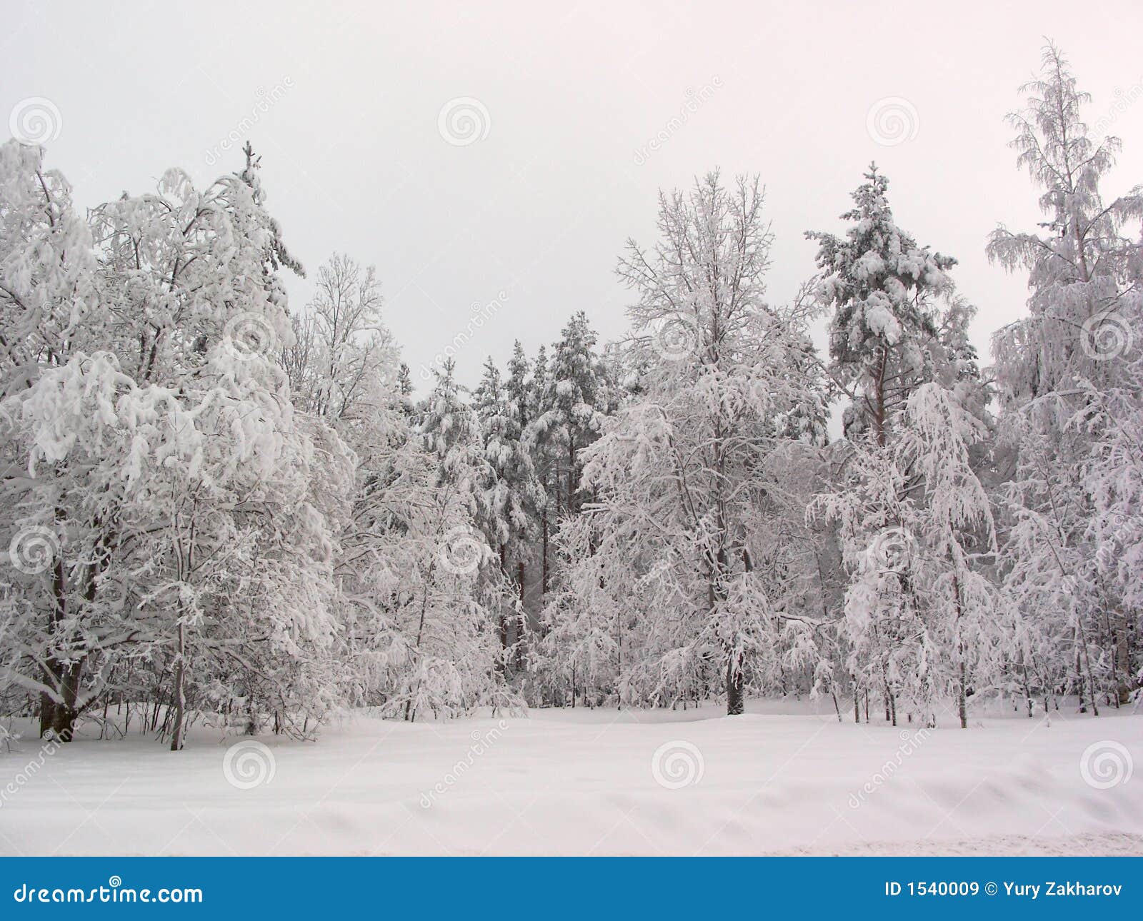 Winter forest. Snow field stock image. Image of frosted - 1540009