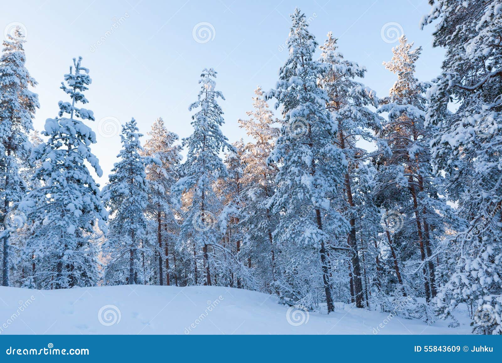 Winter Forest and Snow in Finland Stock Image - Image of calm ...