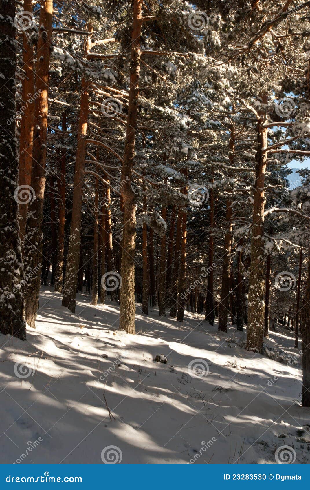 Winter Forest Snow and Ice Seasonal Concept Stock Photo - Image of ...