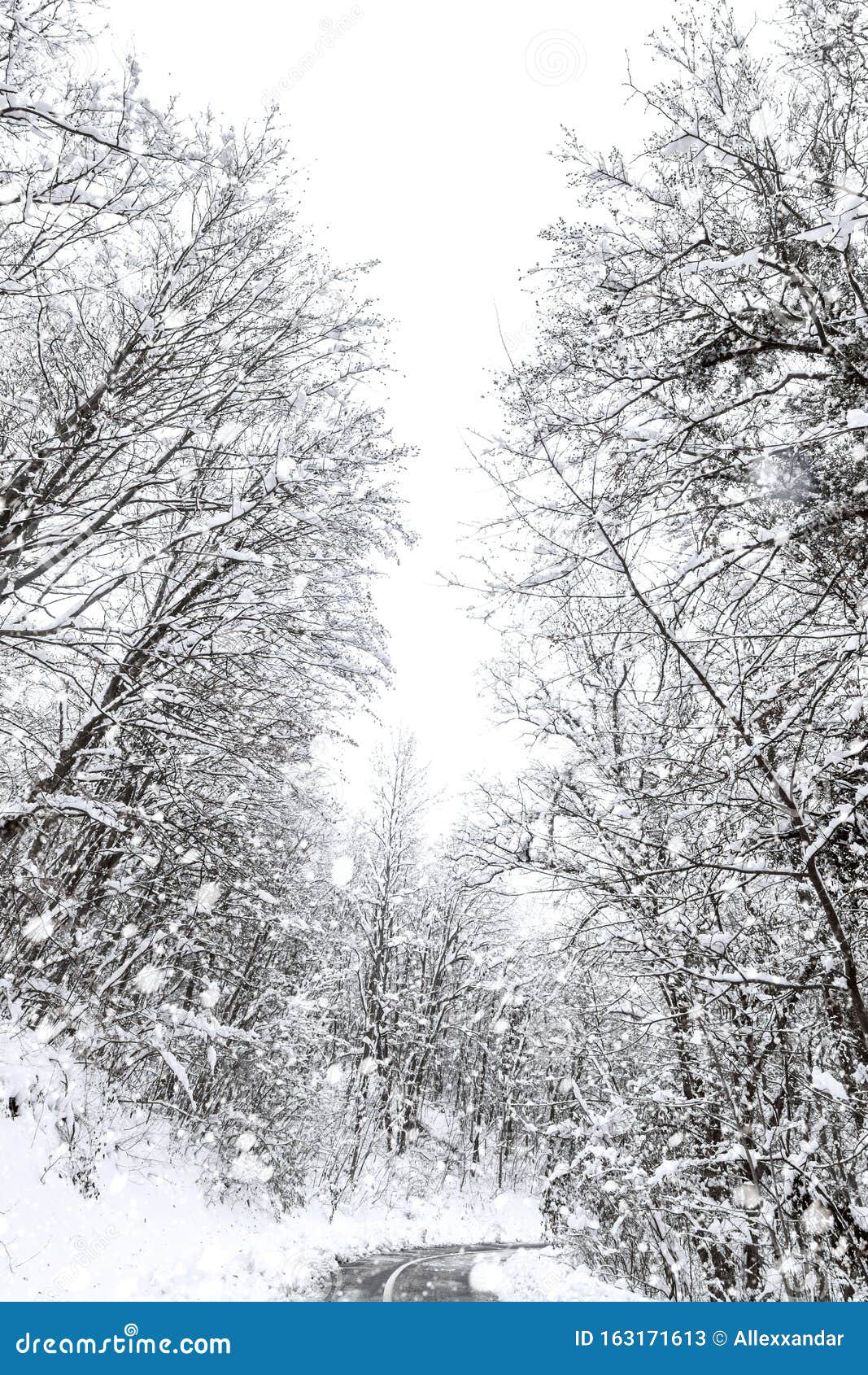 Winter Forest Snow Road. Forest Road Winter Snow View Stock Image ...