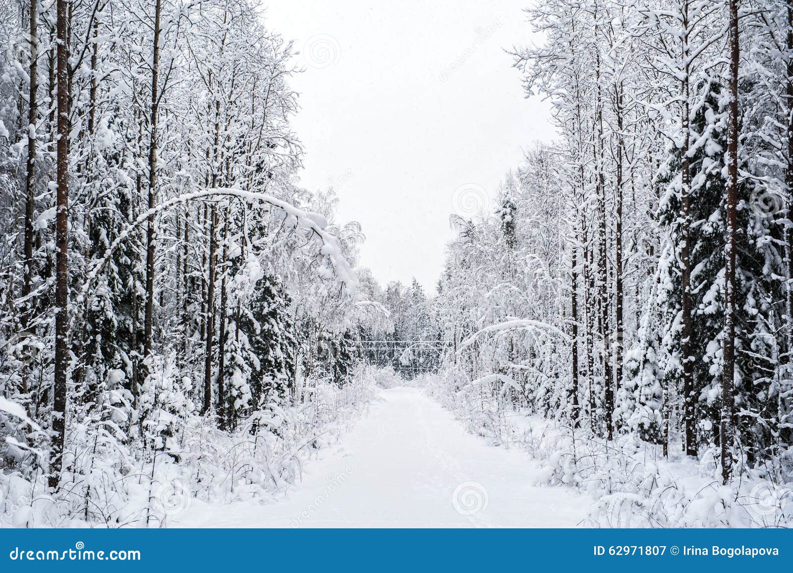Winter Forest Snow Tree Road Stock Image - Image of background ...