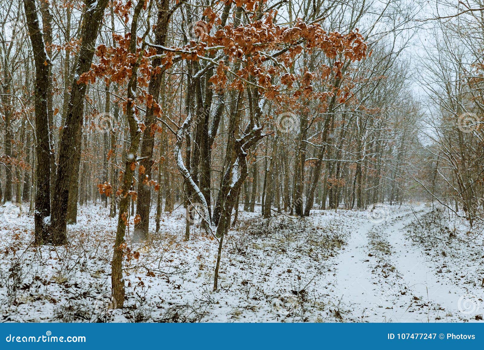 Winter Forest with Snow on Trees and Floor Stock Image - Image of blue ...