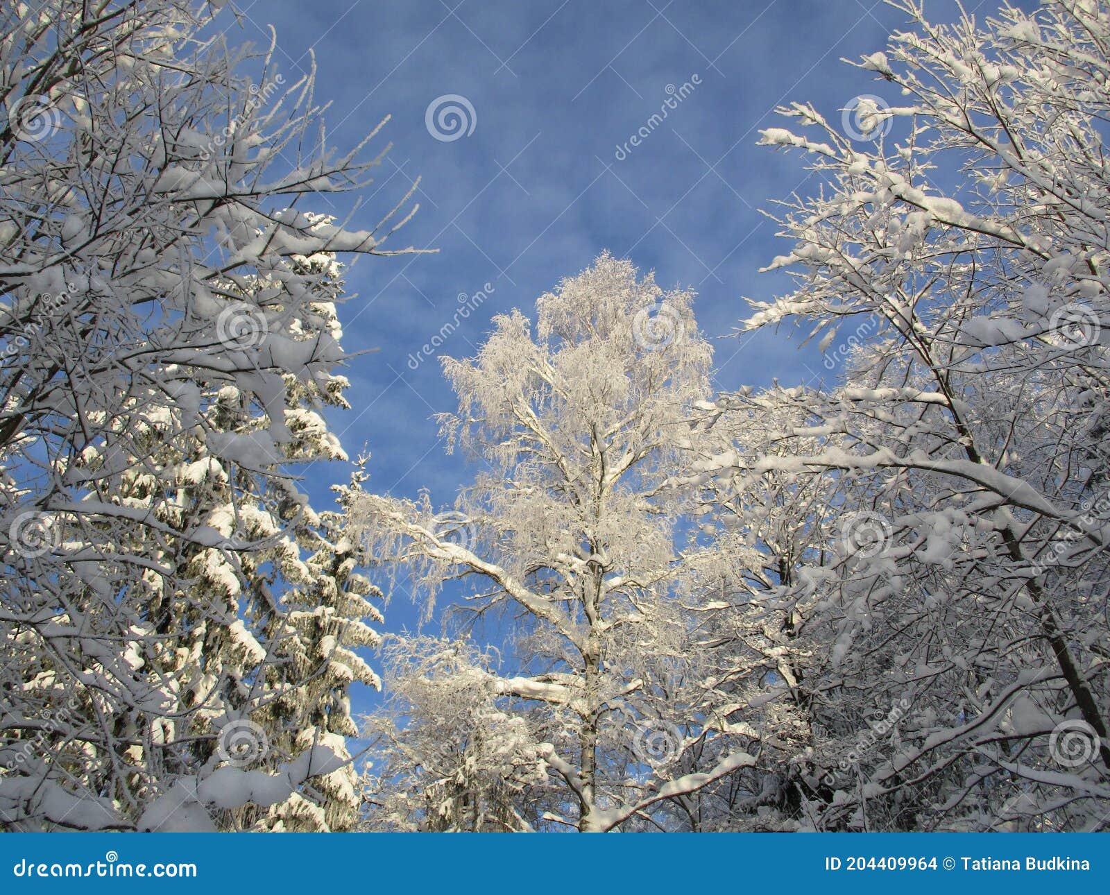 The Beauty of the Winter Forest. Snow Treetops. Stock Photo - Image of ...