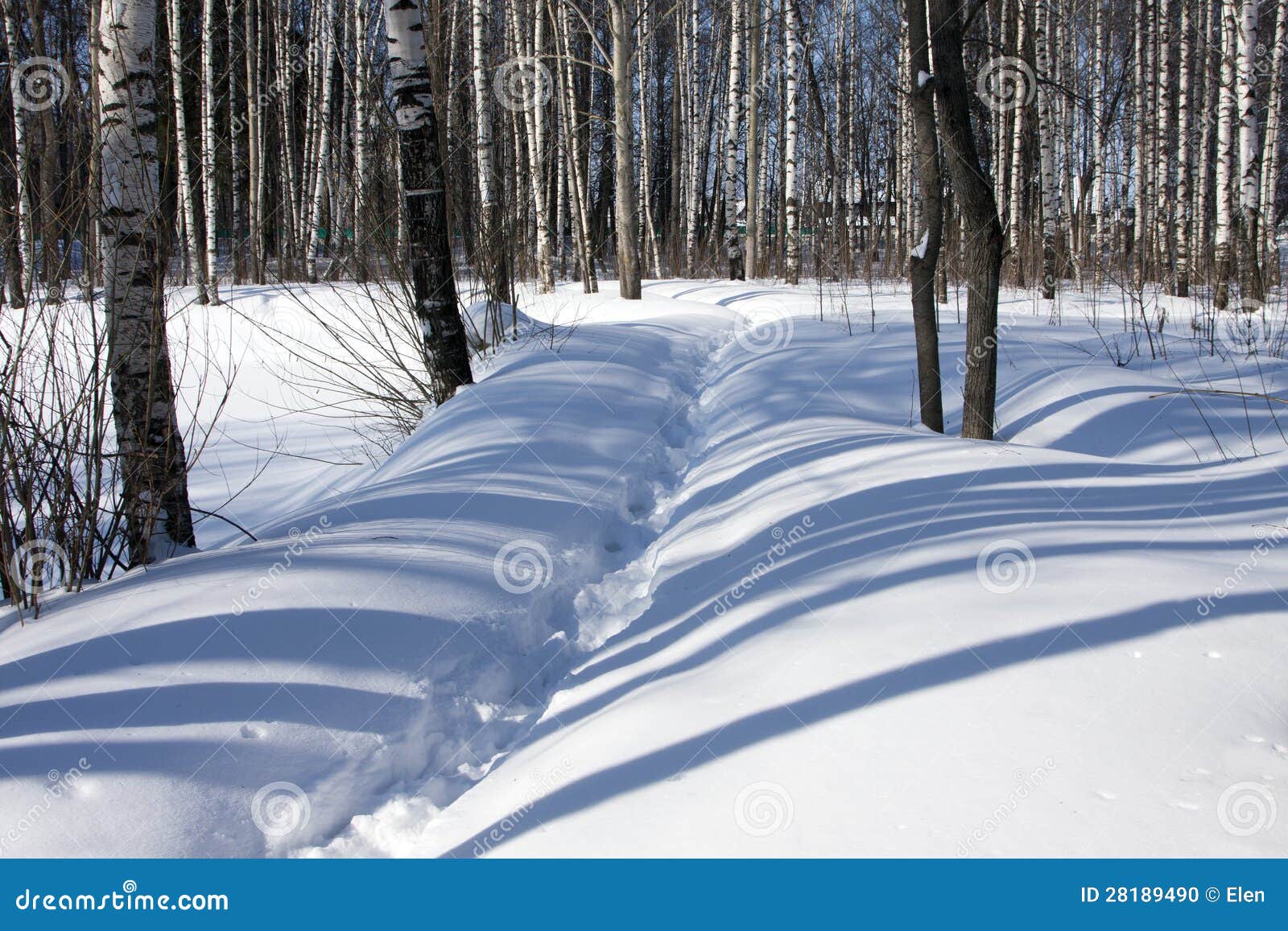 Winter Forest and Snowdrifts Stock Photo - Image of snowy, landscape ...