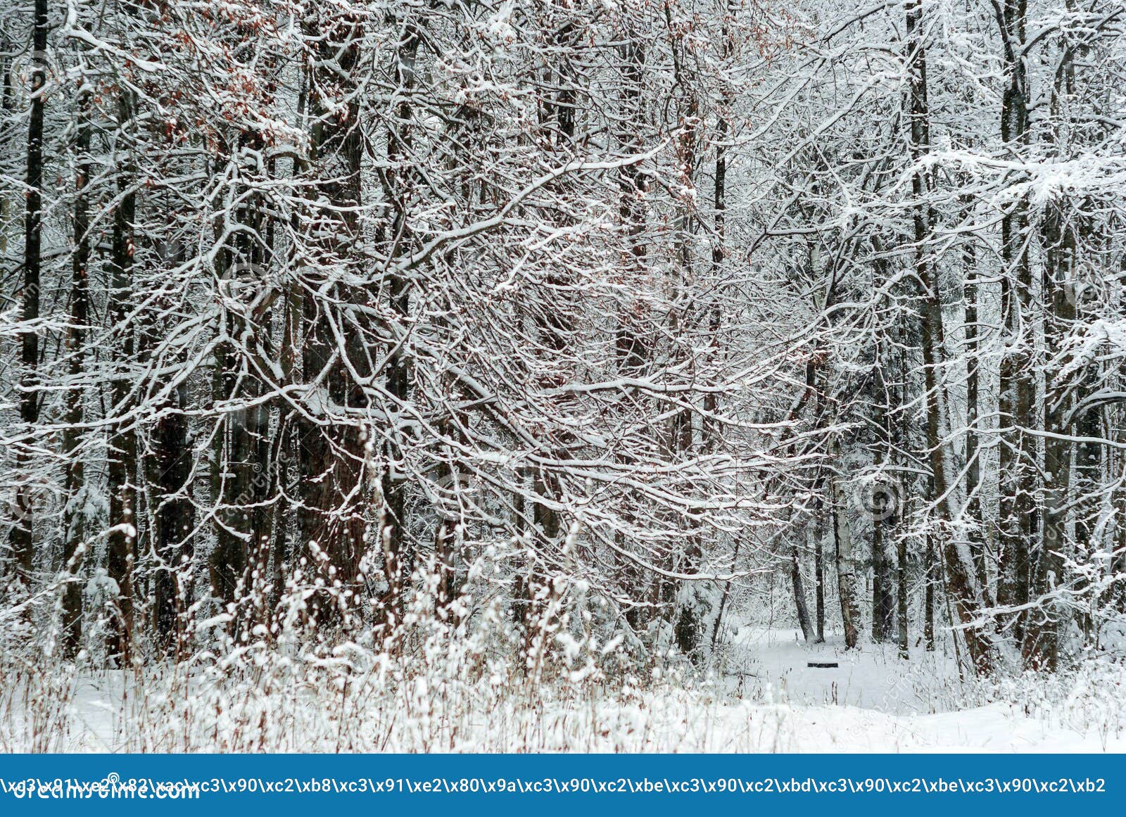 Winter Forest after Snowfall Stock Photo - Image of snowfall, overcast ...