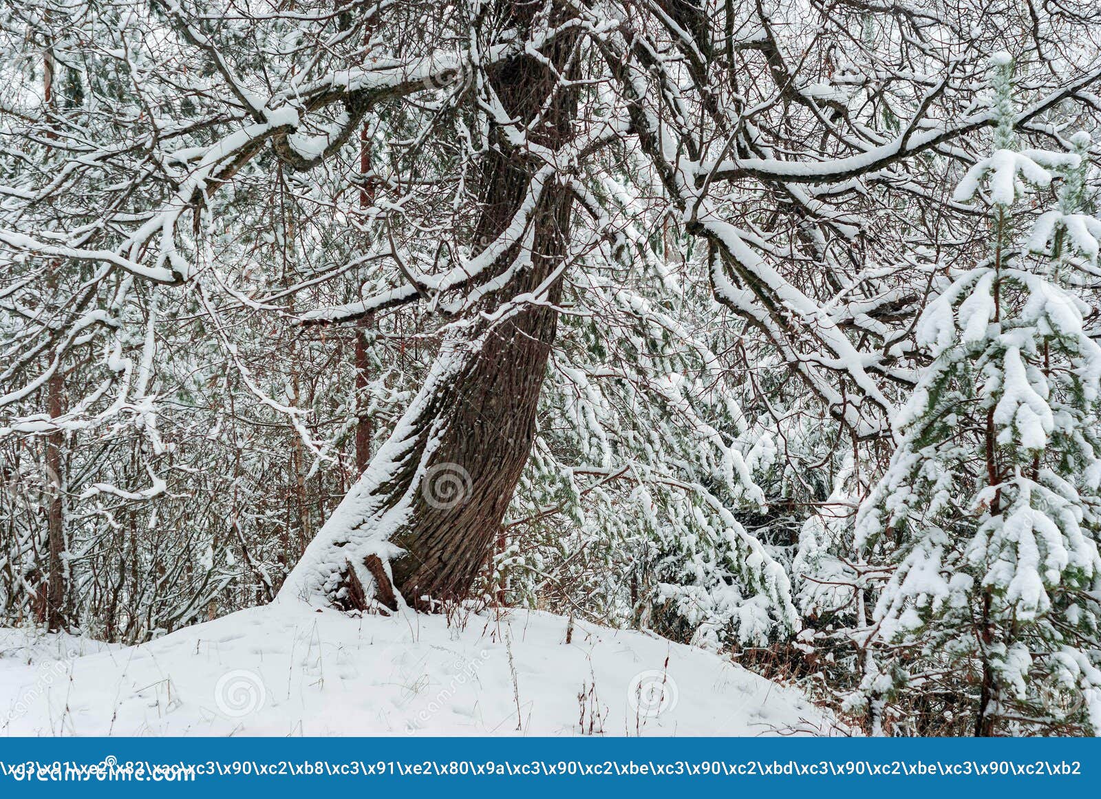 Winter Forest after Snowfall Stock Photo - Image of fluffy, nature ...