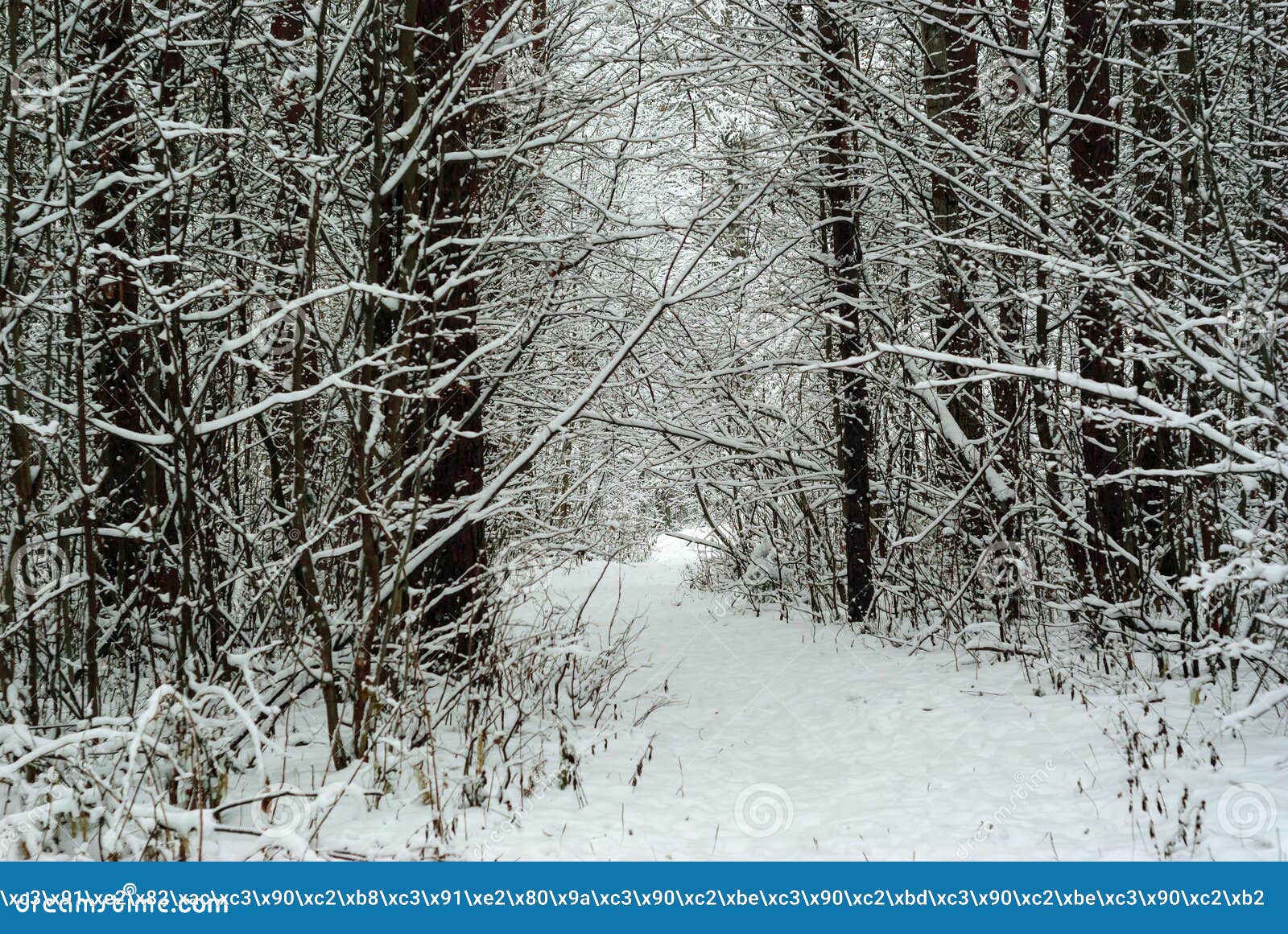 Winter Forest after Snowfall Stock Image - Image of leaves, bushes ...