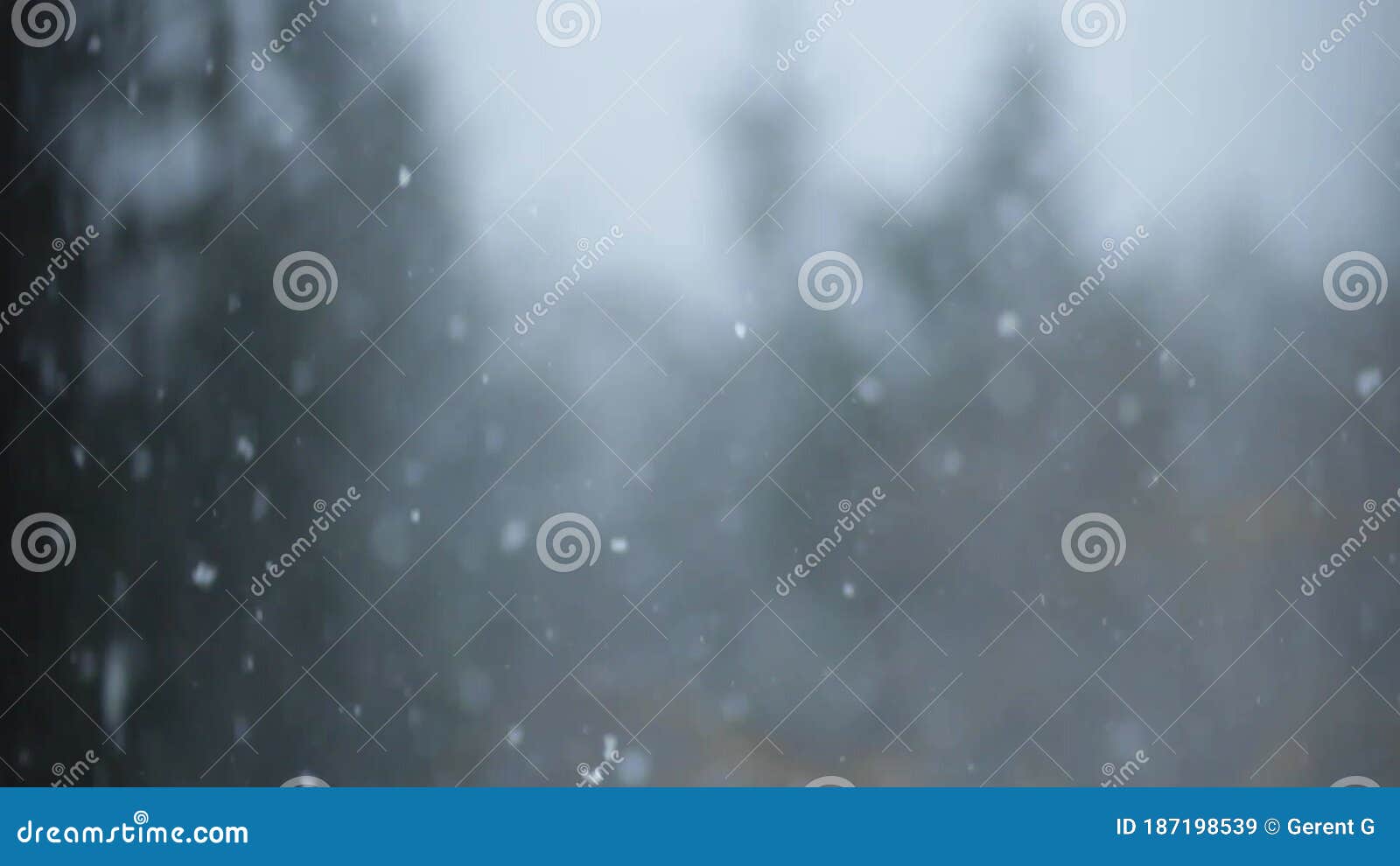 Winter Forest Snowfall Flurry Stock Video - Video of overcast, weather ...