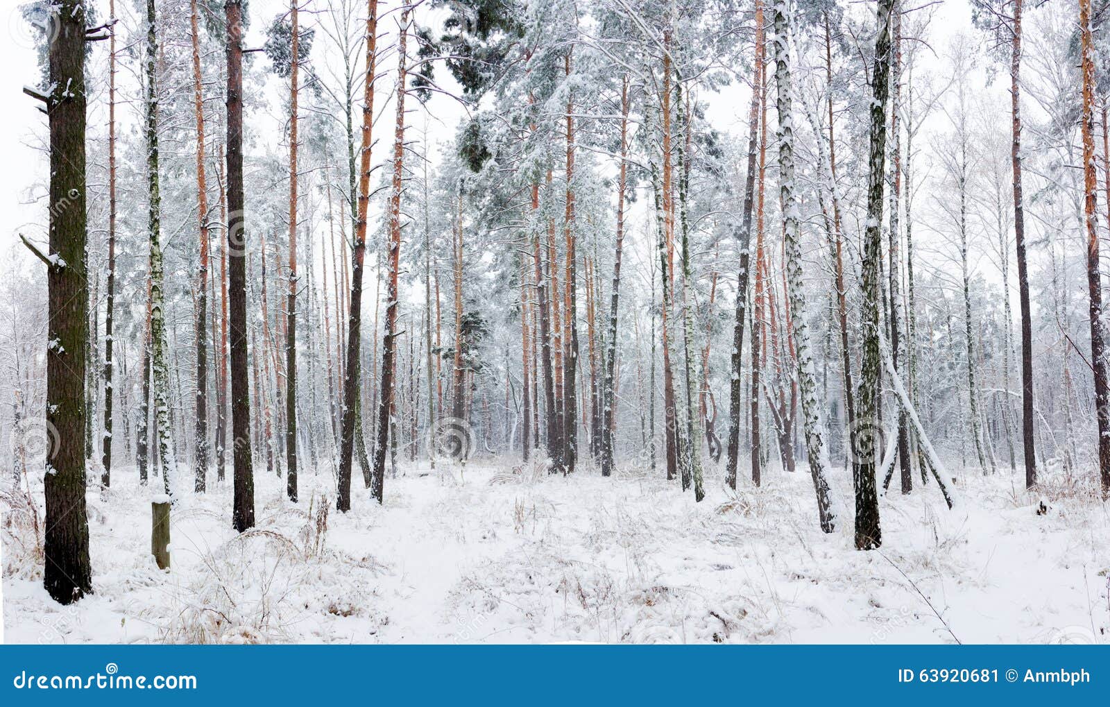 Winter Forest during a Snowfall Stock Image - Image of nature, white ...
