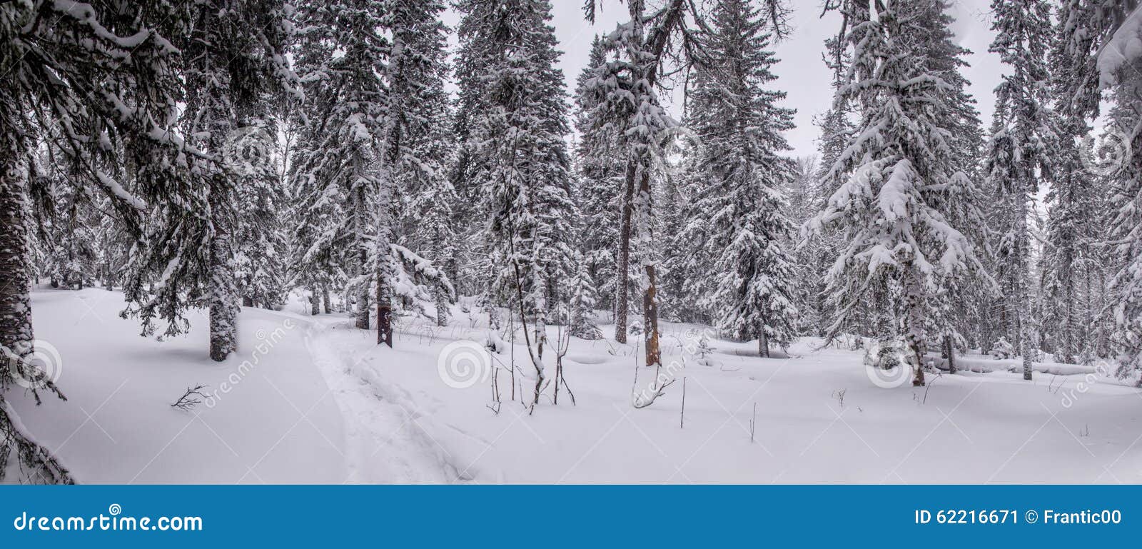 Winter Forest after a Snowfall Stock Image - Image of covered ...