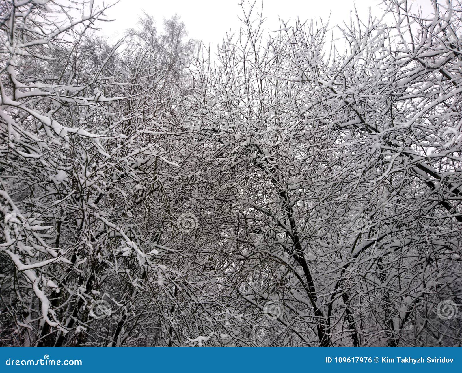 Winter Forest after Snowfall. Winter Landscape in the Forest Stock ...