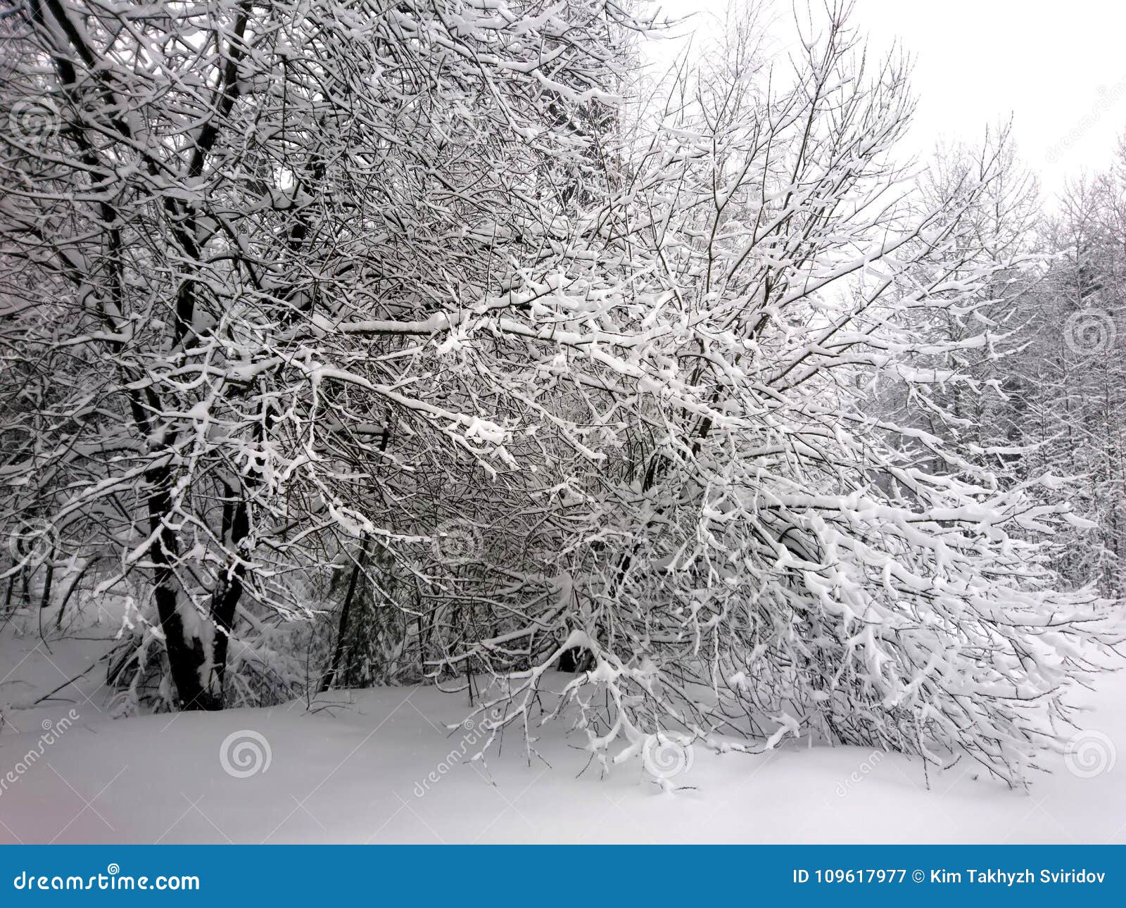 Winter Forest after Snowfall. Winter Landscape in the Forest Stock ...