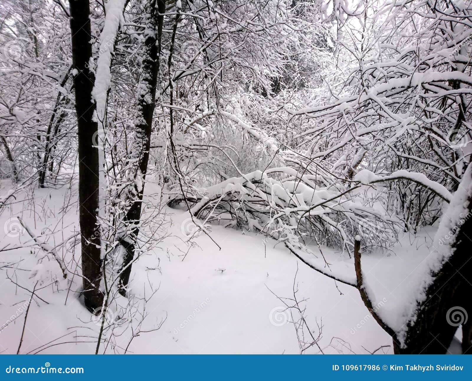 Winter Forest after Snowfall. Winter Landscape in the Forest Stock ...