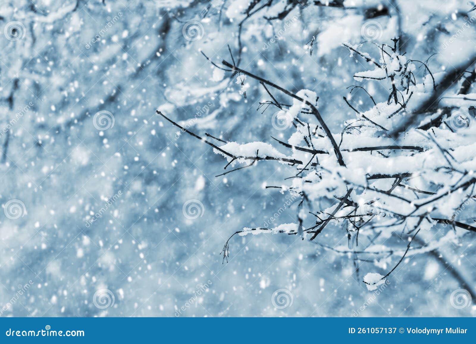 Winter Forest during Snowfall, Tree Branches Covered with Snow Stock ...