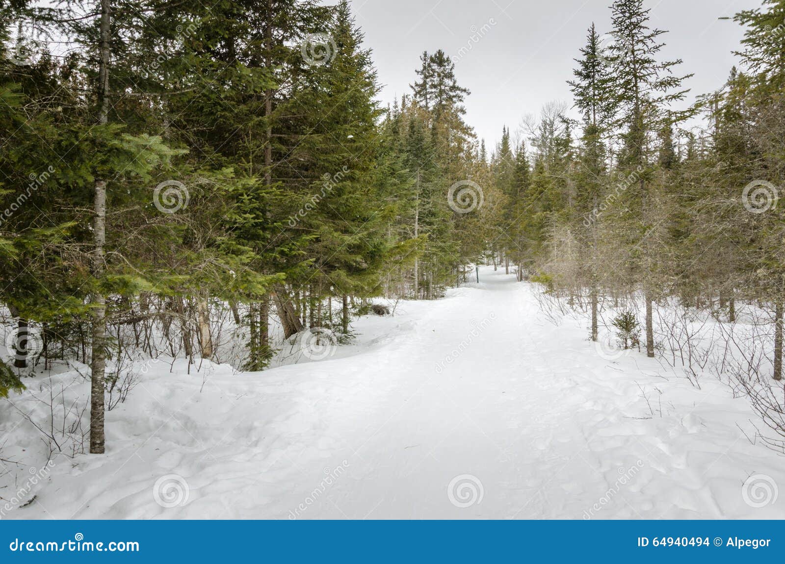Winter Forest on a Snowing Day Stock Photo - Image of path, park: 64940494
