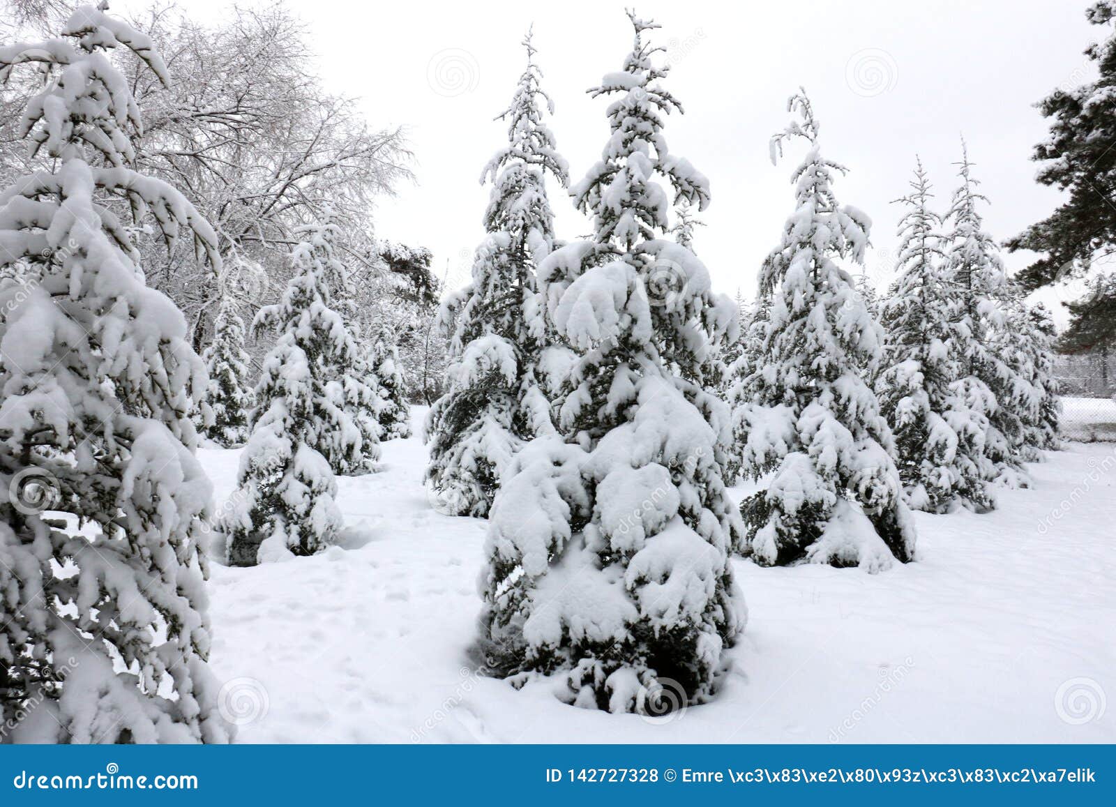 Winter Forest, Snown, Tree, Cloudy Stock Photo - Image of coudy ...